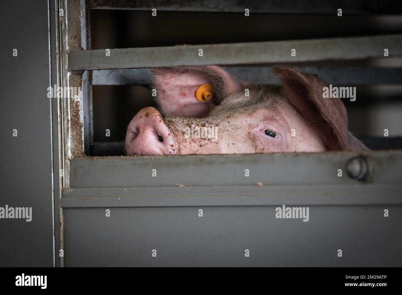 Animal rights conference hi-res stock photography and images - Alamy