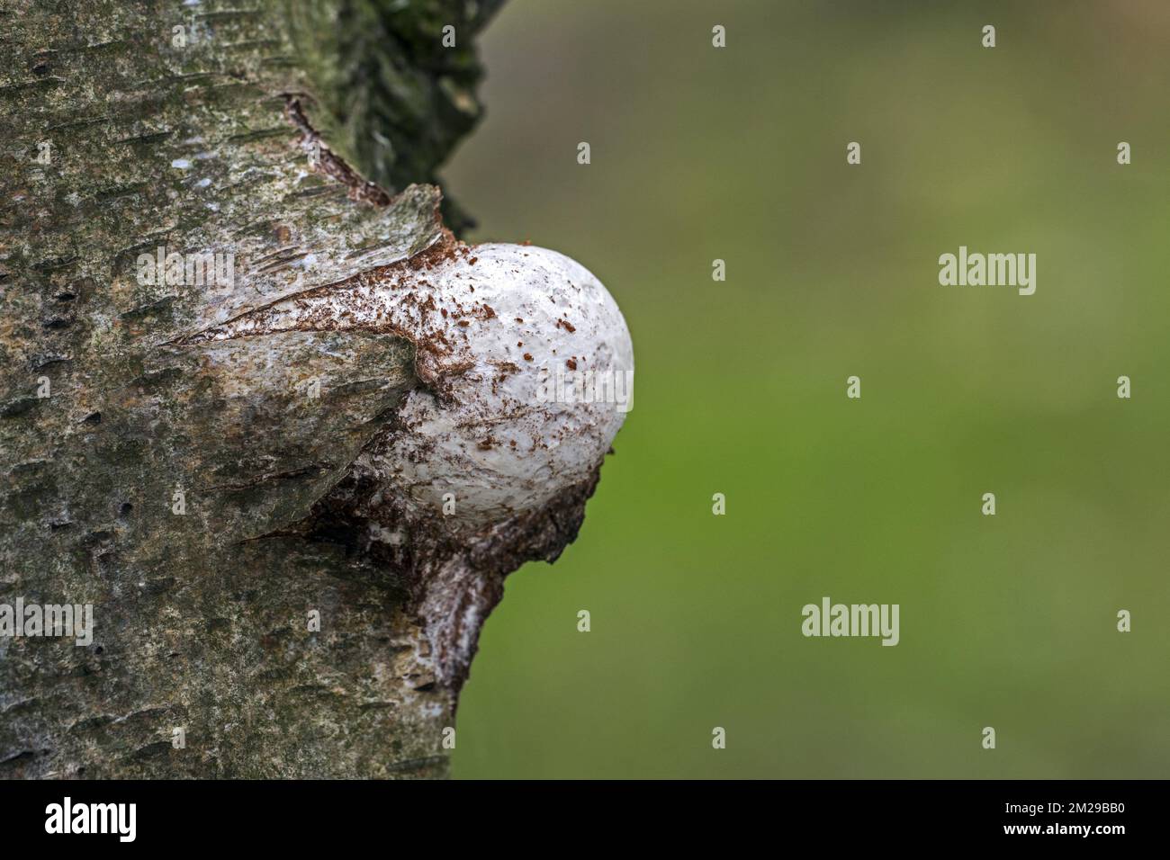 Emerging fruiting body / basidiocarp of birch polypore / birch bracket ...