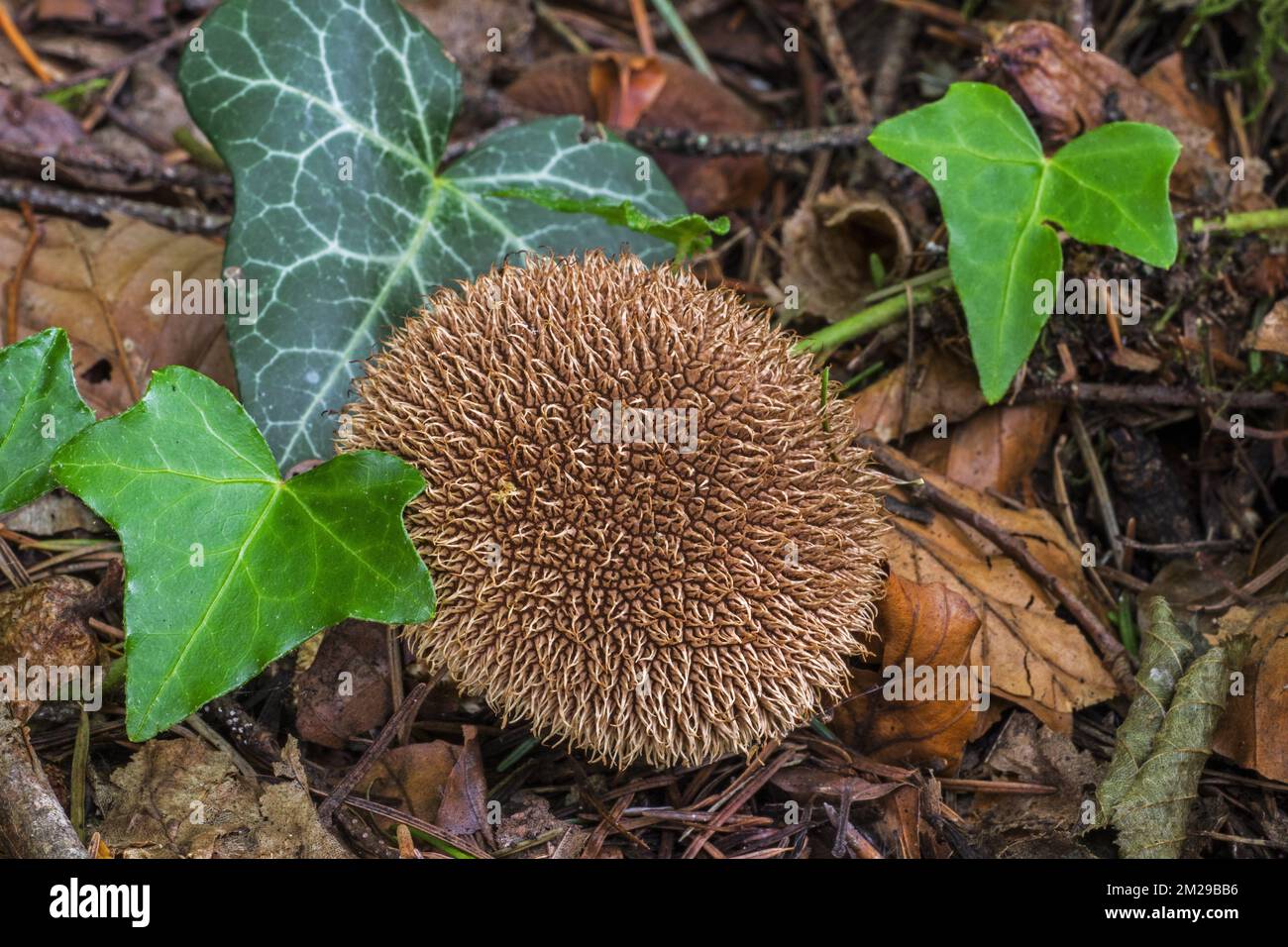 Mature fruiting body of spiny puffball / spring puffball (Lycoperdon ...