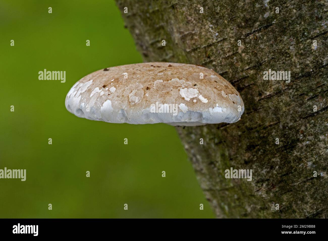 Young fruiting body / basidiocarp of birch polypore / birch bracket ...