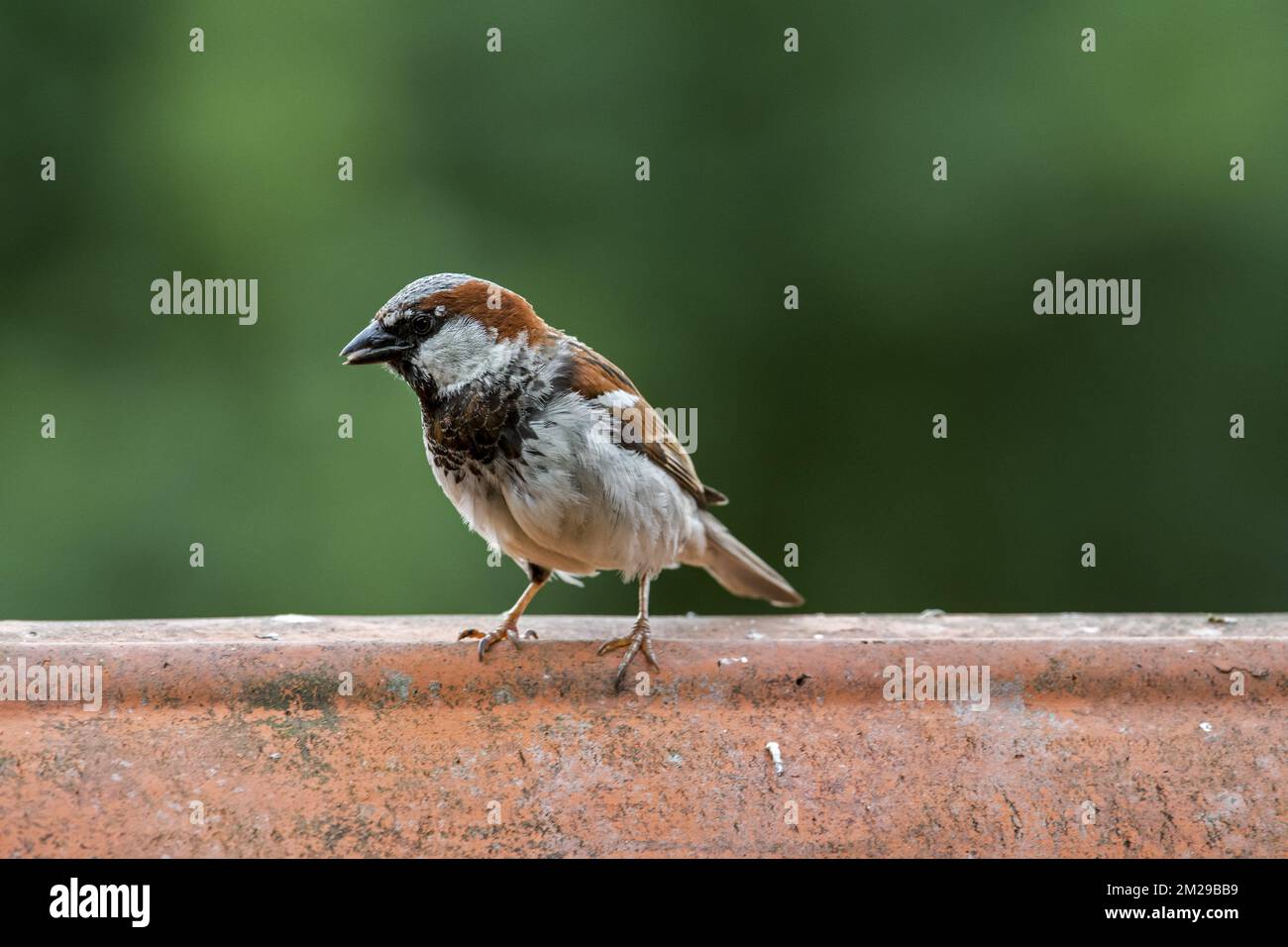 Portrait de moineau hi-res stock photography and images - Alamy