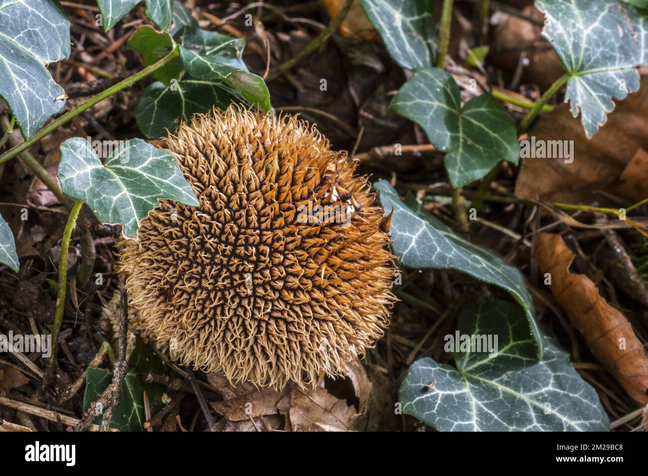 Mature fruiting body of spiny puffball / spring puffball (Lycoperdon ...