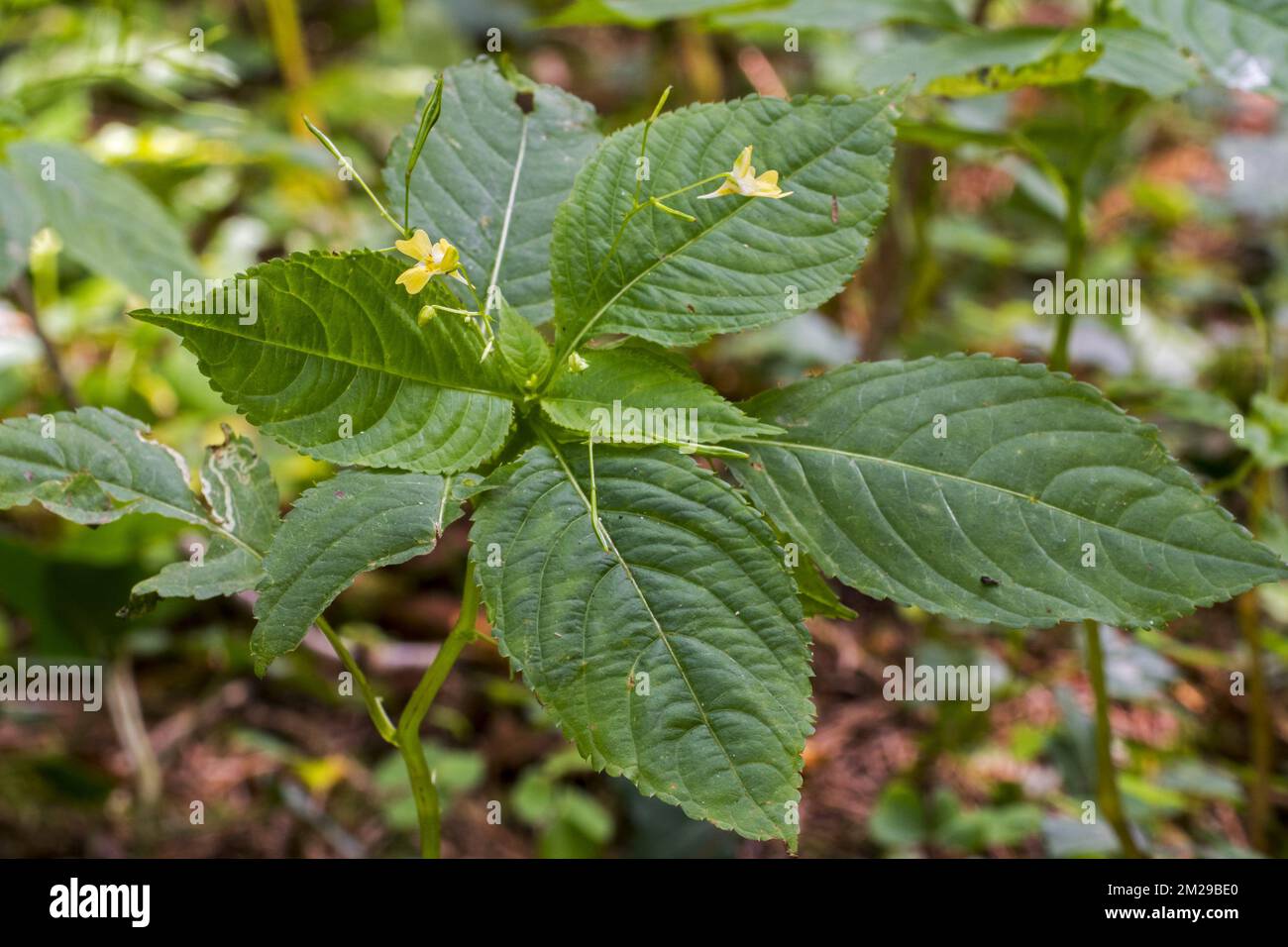 Small balsam / small-flowered touch-me-not (Impatiens parviflora) in ...