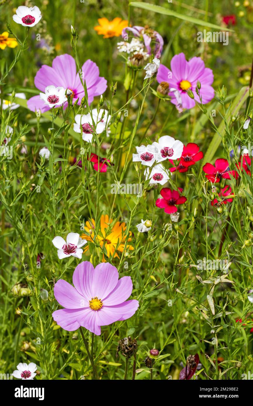Pollinators field butterflies uk hi-res stock photography and images ...