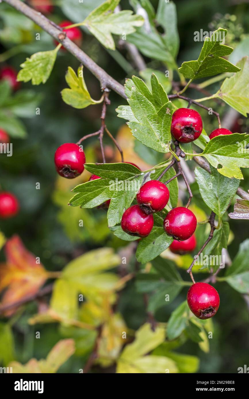 Crataegus monogyna fall leaf hi-res stock photography and images - Alamy