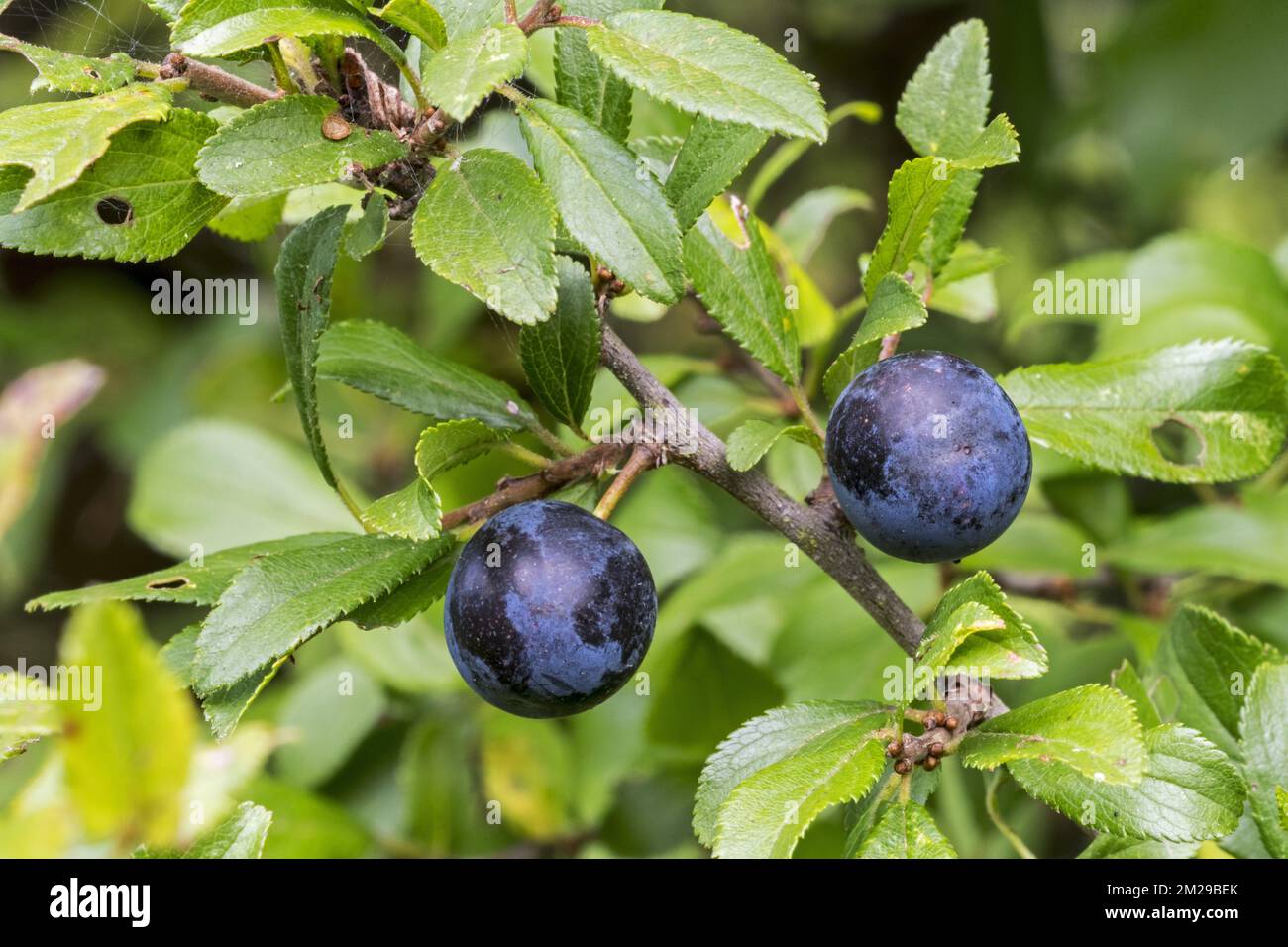 Blackthorn / sloe (Prunus spinosa) close up of black-blue berries ...