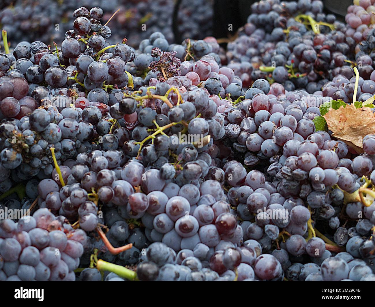 Vintage grapes of Moscatell | Vandange du raisin de Moscatel 03/09/2017 ...