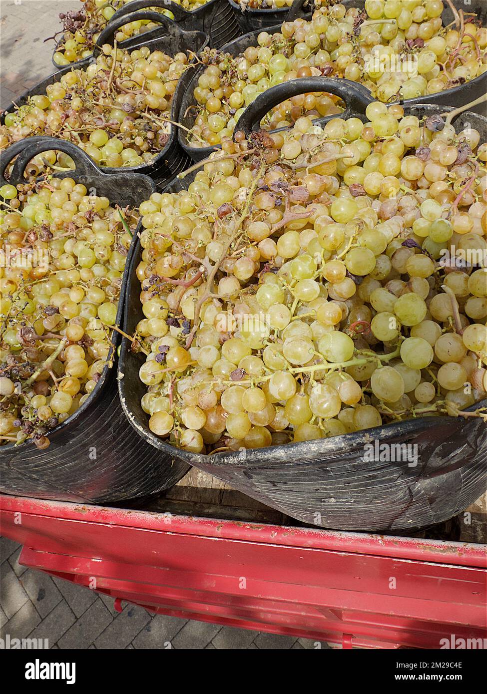 Vintage grapes of Moscatell | Vandange du raisin de Moscatel 03/09/2017 ...