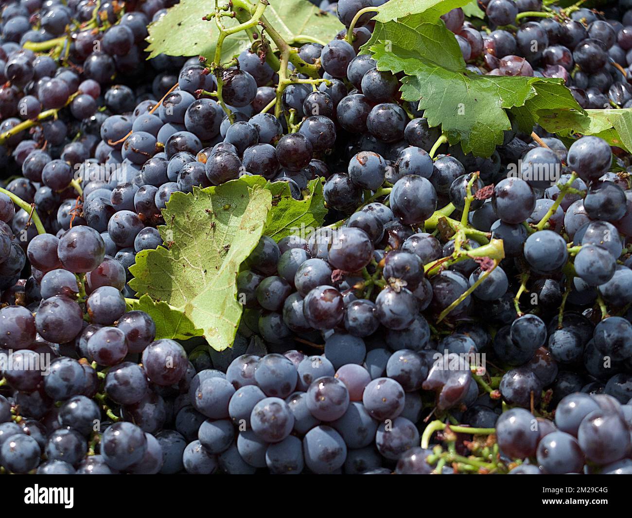 Fermentation alcool hi-res stock photography and images - Alamy