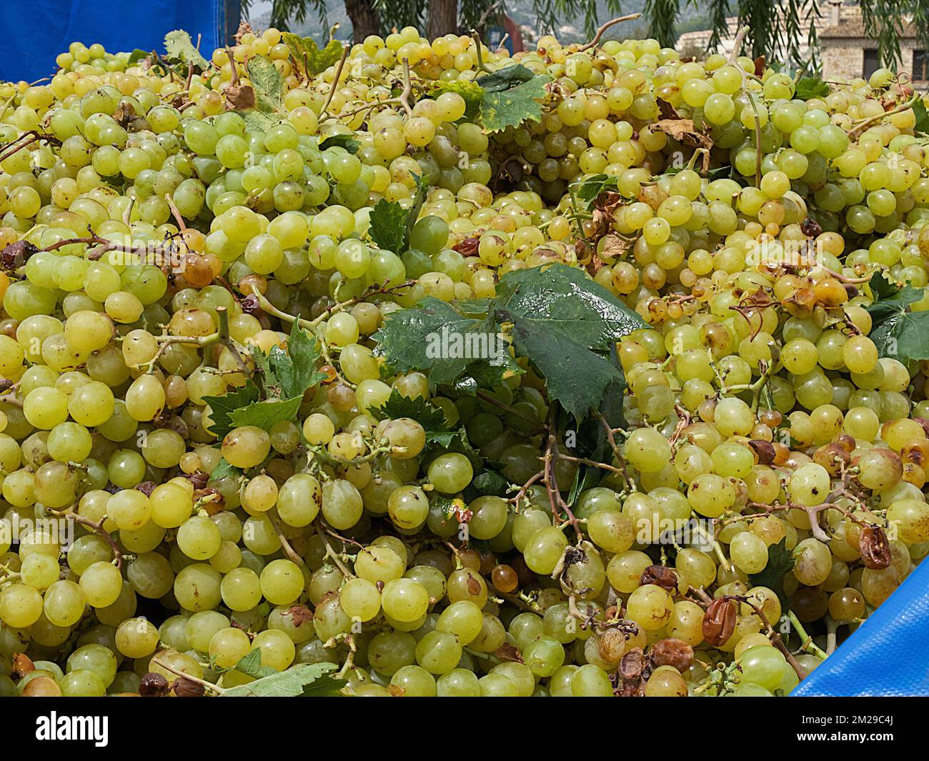 Vintage grapes of Moscatell | Vandange du raisin de Moscatel 03/09/2017 ...