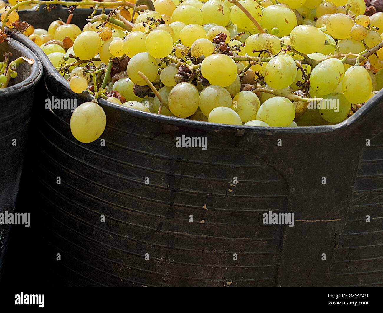 Vintage grapes of Moscatell | Vandange du raisin de Moscatel 03/09/2017 ...