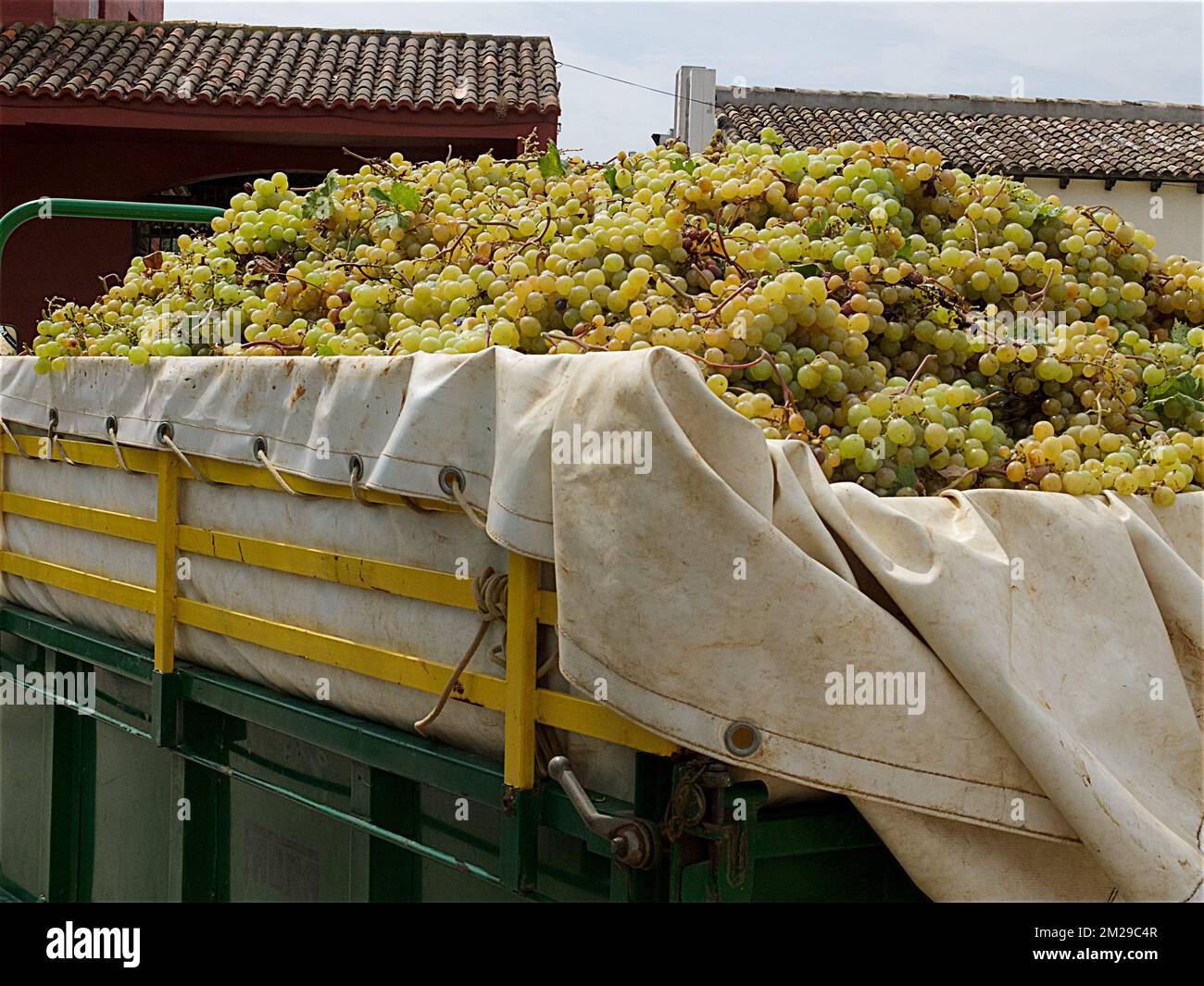 Vintage grapes of Moscatell | Vandange du raisin de Moscatel 03/09/2017 ...