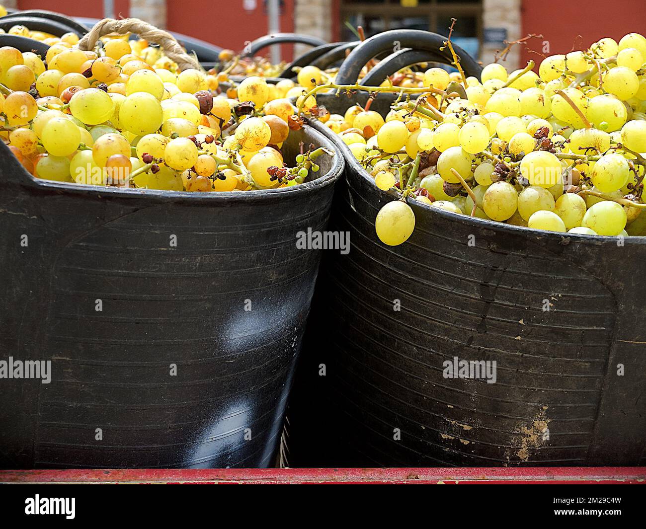 Vintage grapes of Moscatell | Vandange du raisin de Moscatel 03/09/2017 ...