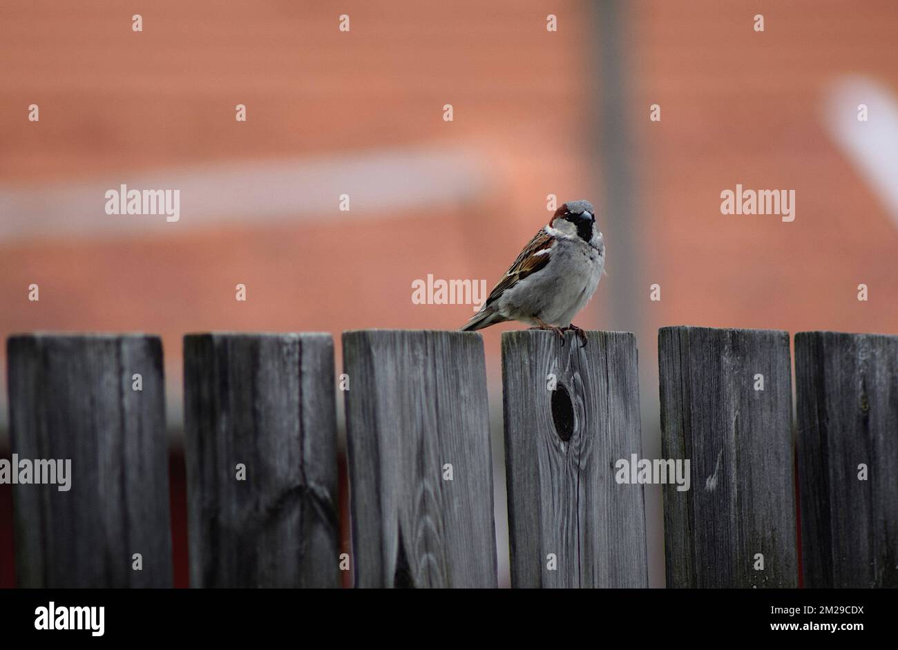 Moineau oiseaux moineaux hi-res stock photography and images - Alamy