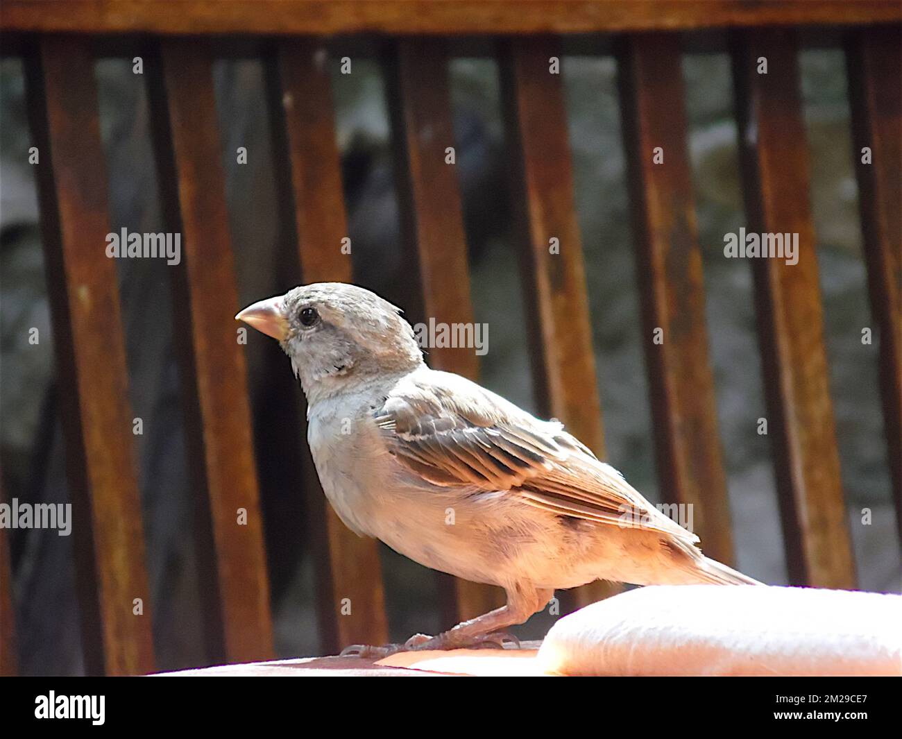 Moineau oiseaux moineaux hi-res stock photography and images - Alamy