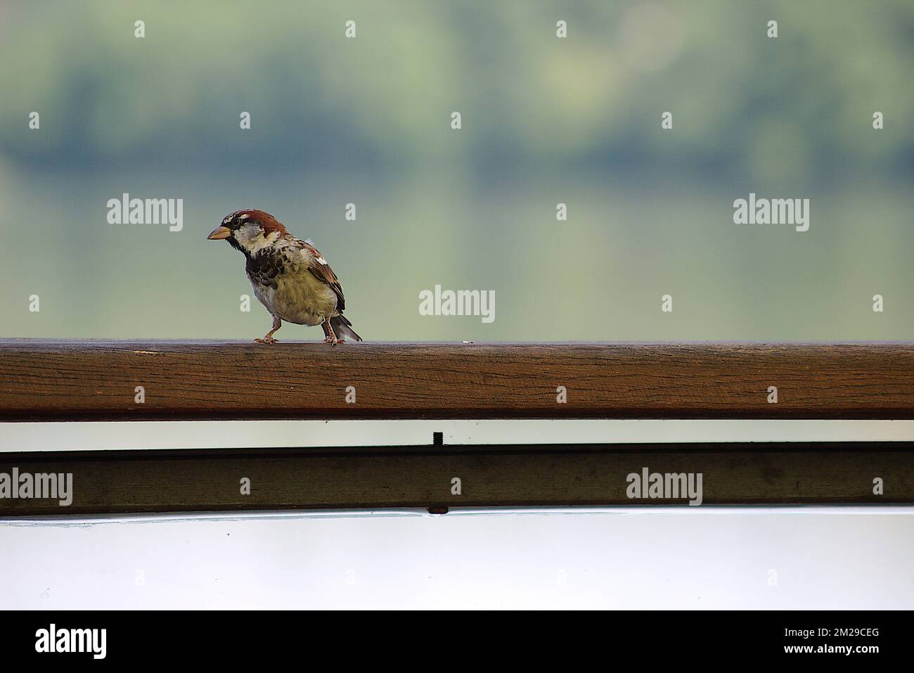 Moineau oiseaux moineaux hi-res stock photography and images - Alamy