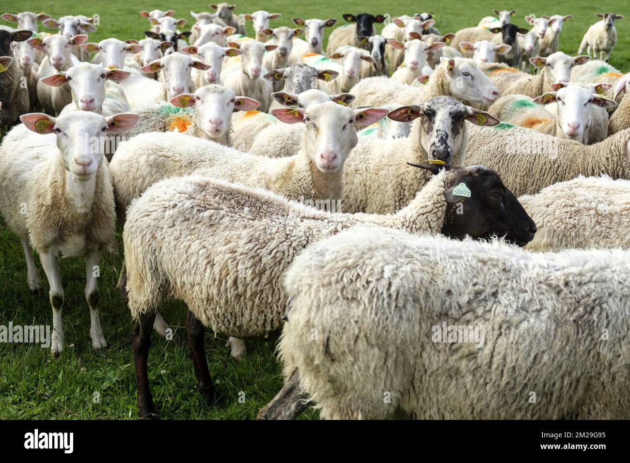 Flock of sheep | Troupeau de moutons 29/07/2017 Stock Photo - Alamy