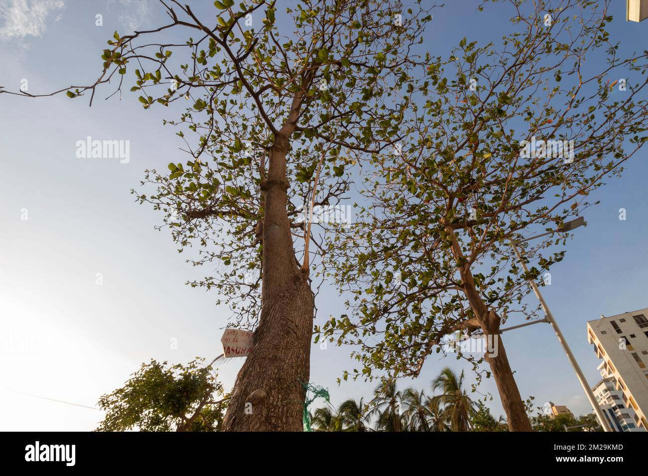 Two big trees in middle of city with a "don't throw garbage" sign Stock ...