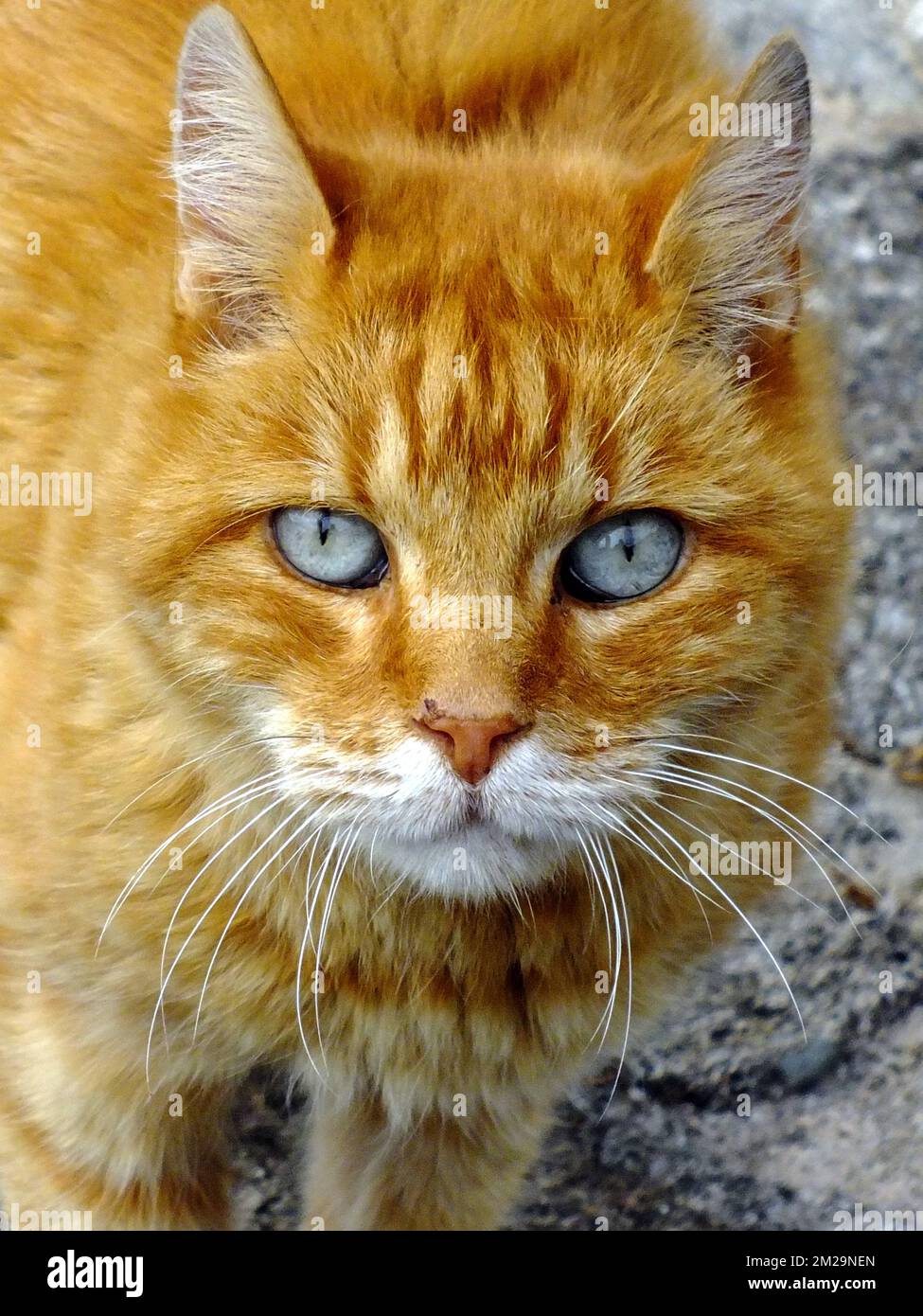 Chat roux hi-res stock photography and images - Alamy