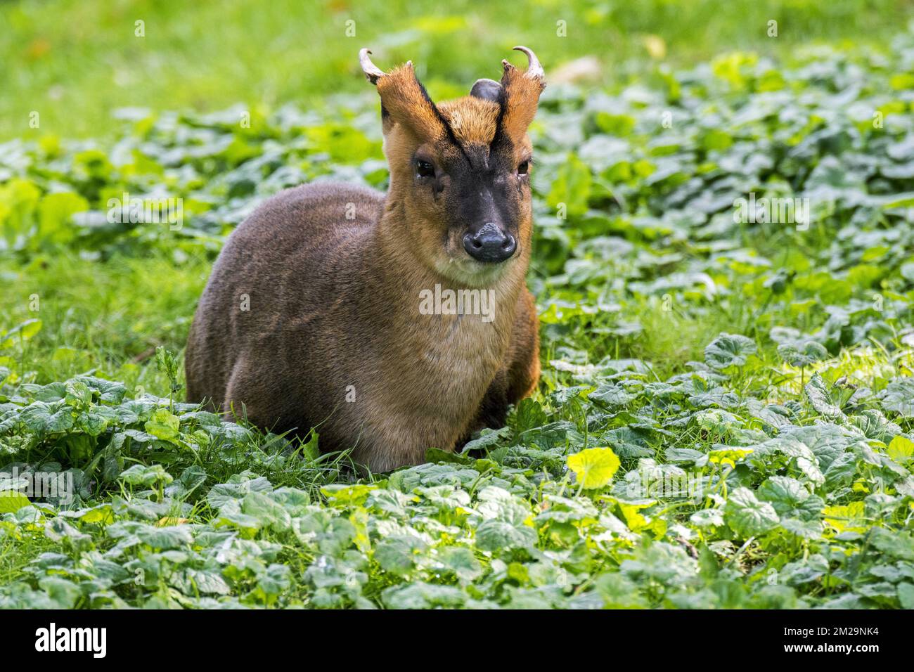 Reeves's muntjac (Muntiacus reevesi) male, native to southeastern China ...