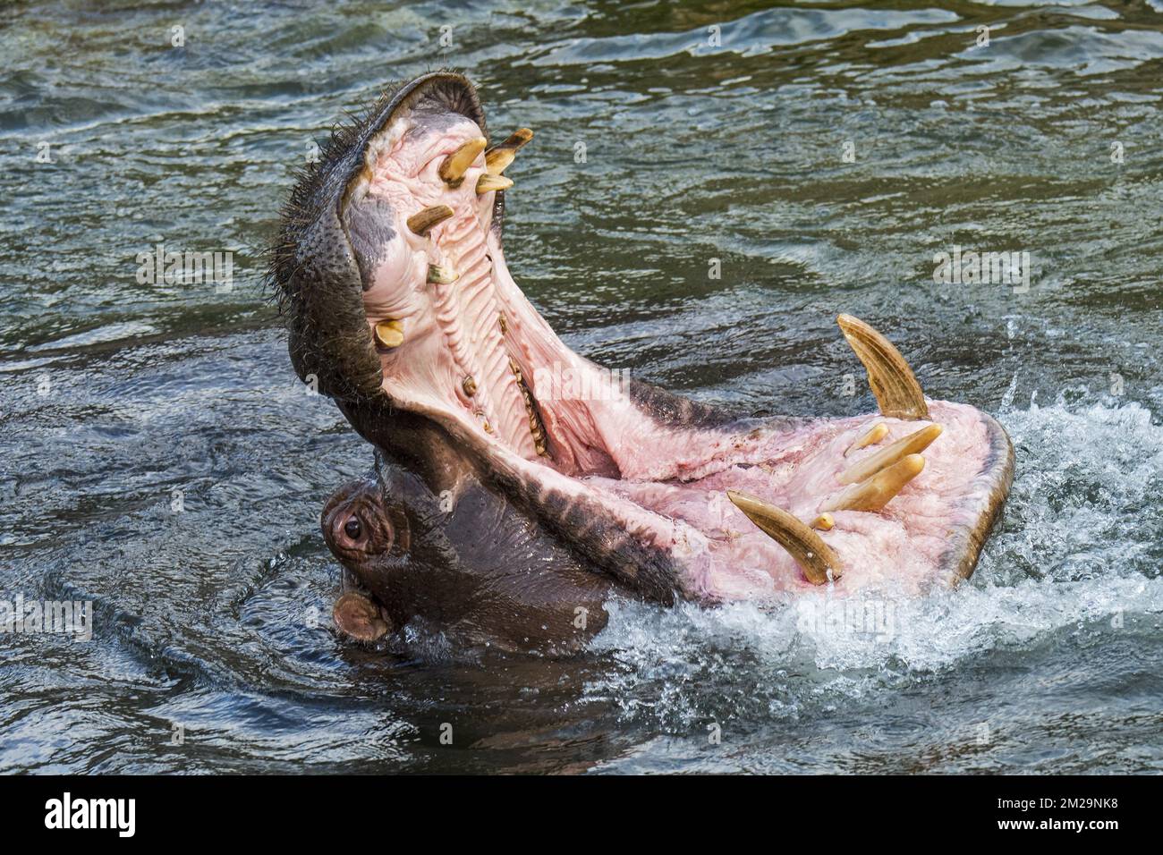Common hippopotamus / hippo (Hippopotamus amphibius) in lake showing ...