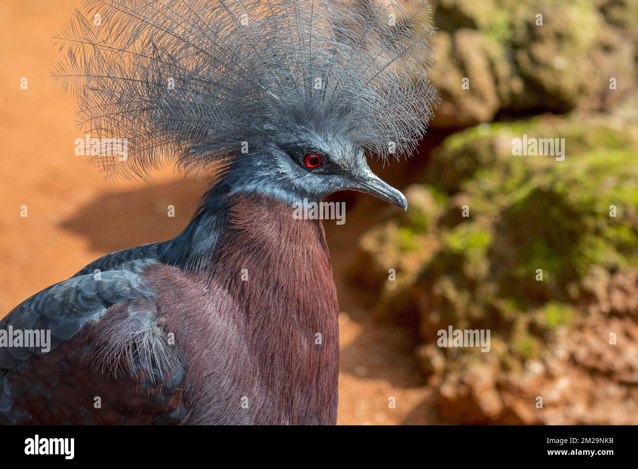 Southern crowned pigeon (Goura scheepmakeri) terrestrial pigeon native ...