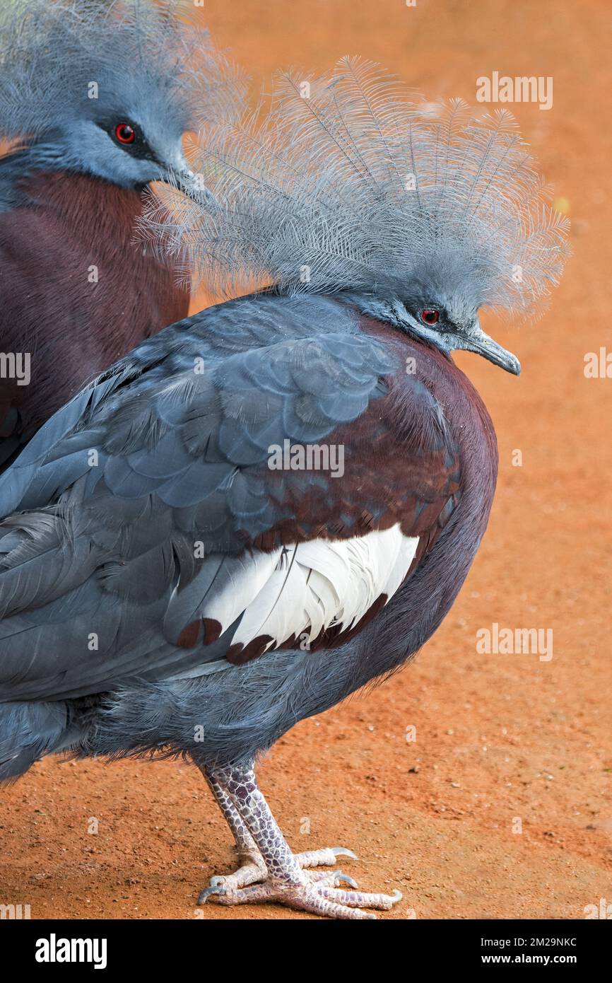 Southern crowned pigeon (Goura scheepmakeri) terrestrial pigeon native ...