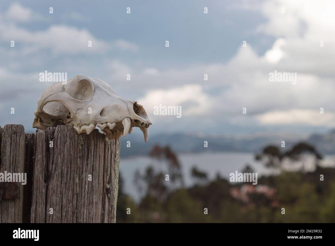 An animal skull over wooden barr fence with lake landscape at ...