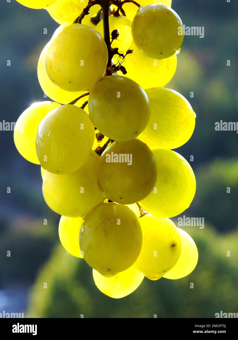 Bunch of grapes | Grappe de raisin 22/09/2017 Stock Photo - Alamy