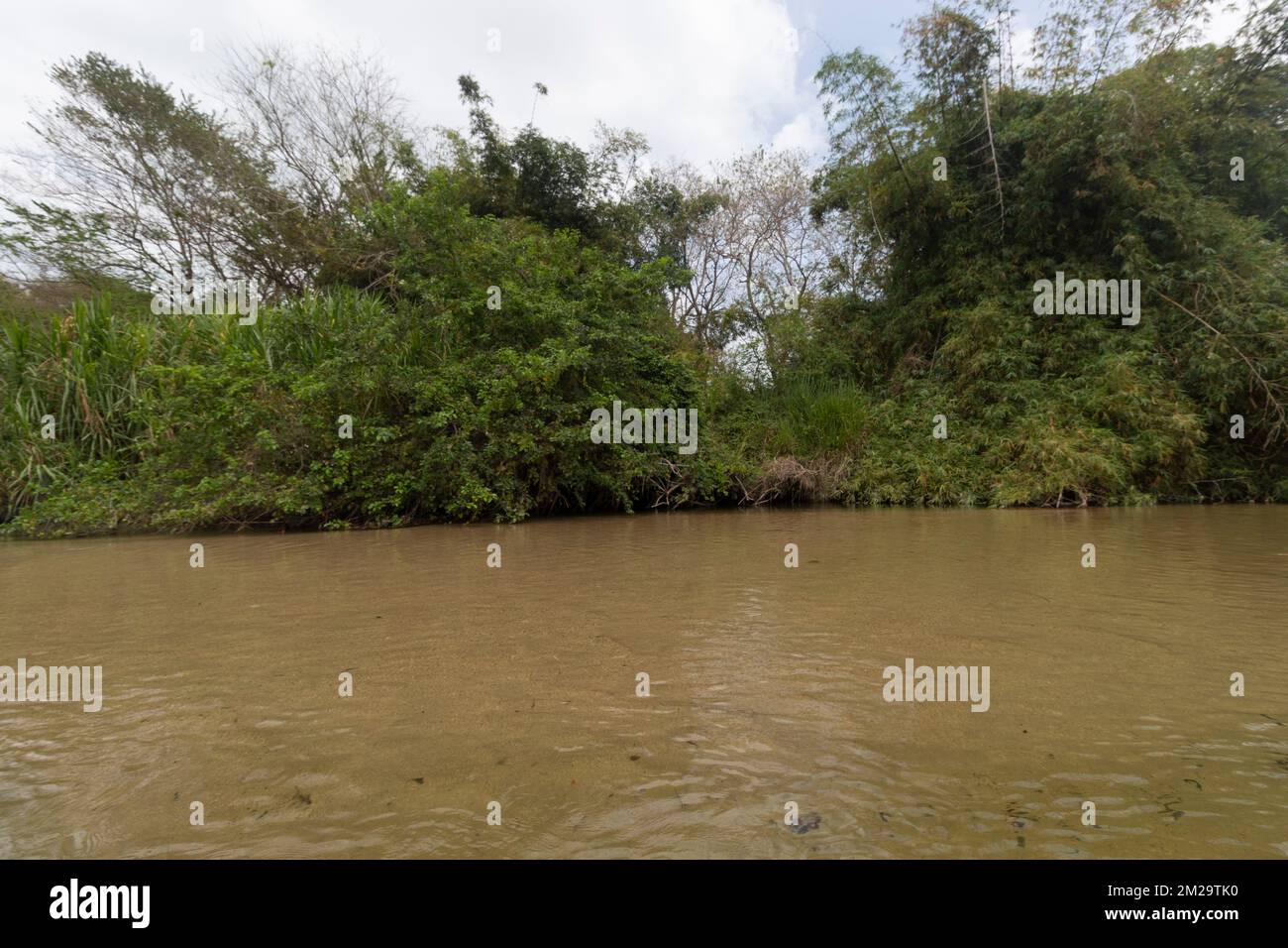 Colombian river clear water with endemic vegetation and blue sky Stock ...
