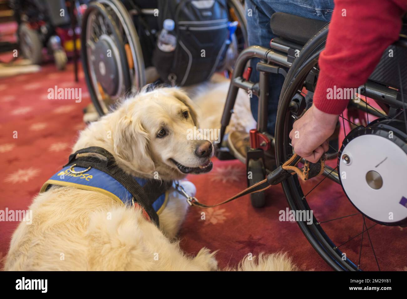 Dogs in meeting room hi-res stock photography and images - Alamy
