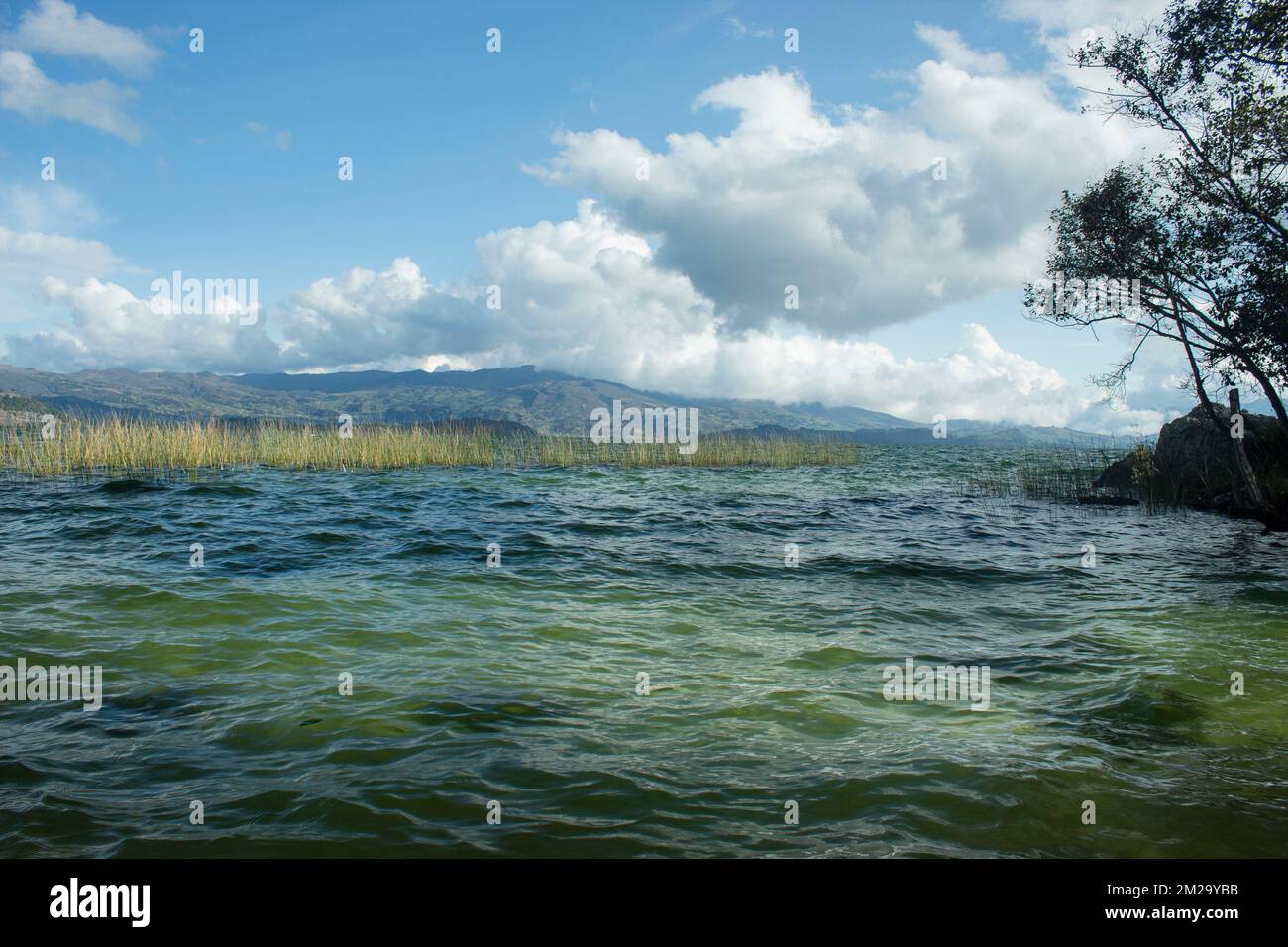 Colombian blue and green Tota lake with water plants, andes mountains ...