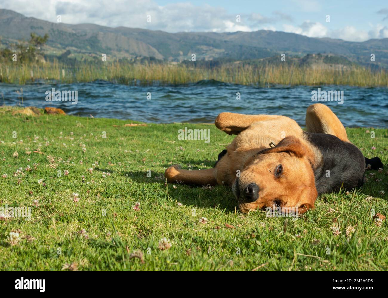 Lazy half mix breed dog lay down in green grass with blue lake and ...