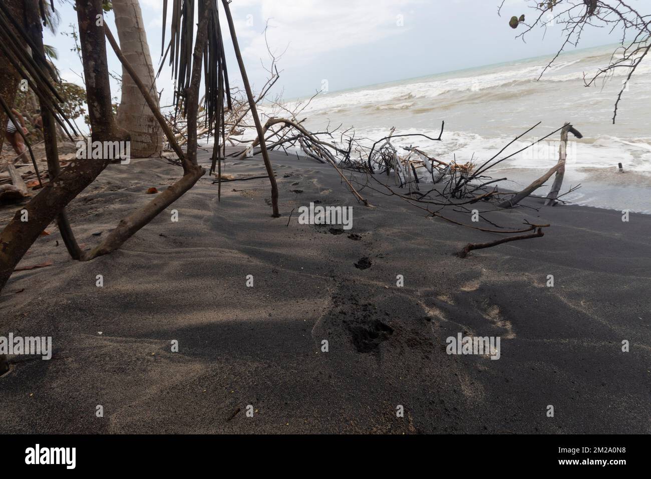 Doog footprints over black sand in middle of branches and trunks near ...