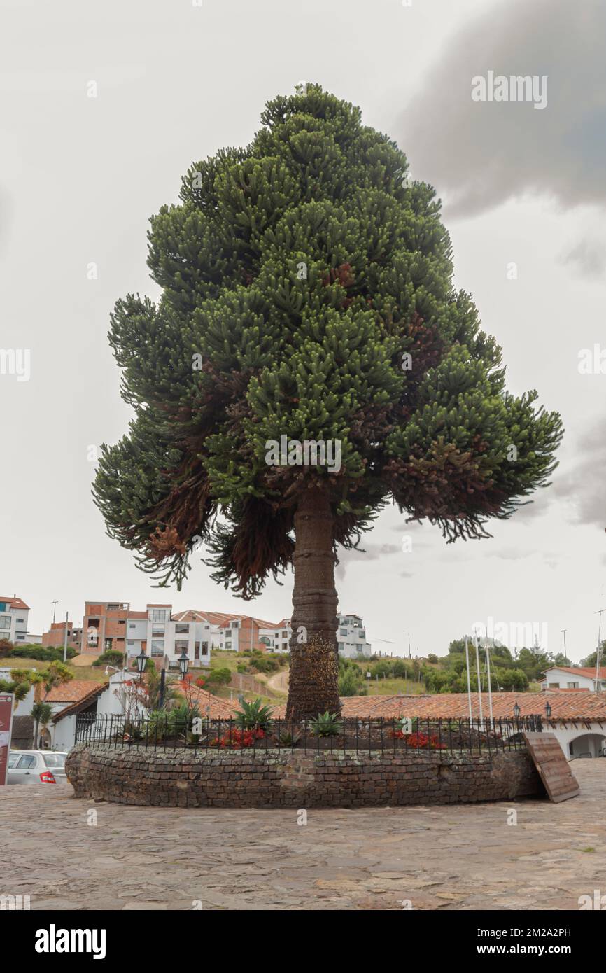 Big green tree in middle of guatavita colombian town downtown Stock ...