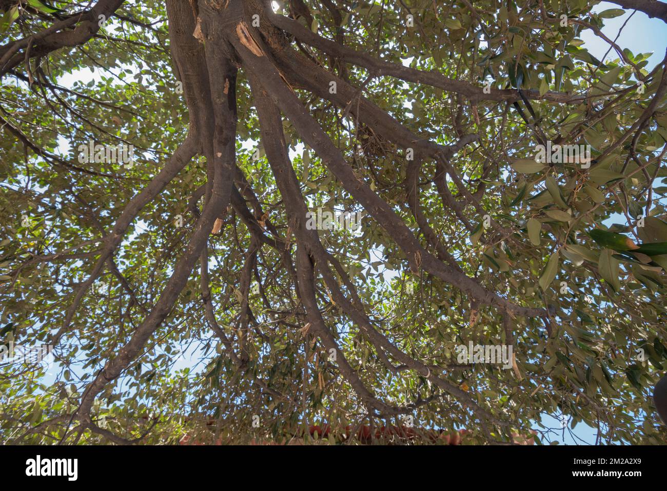 Closeup to a green tree foliage with fresh branches and a big trunk ...