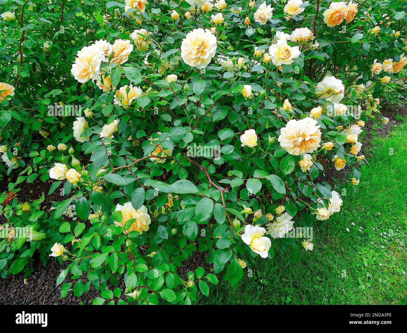 Vivaces roses hi-res stock photography and images - Alamy