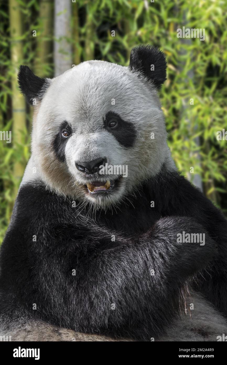 Giant panda (Ailuropoda melanoleuca) close up portrait in bamboo forest ...