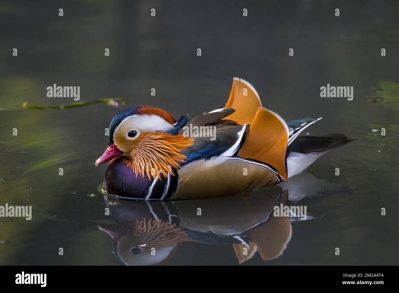 Mandarin duck (Aix galericulata) male swimming in pond, native to East ...