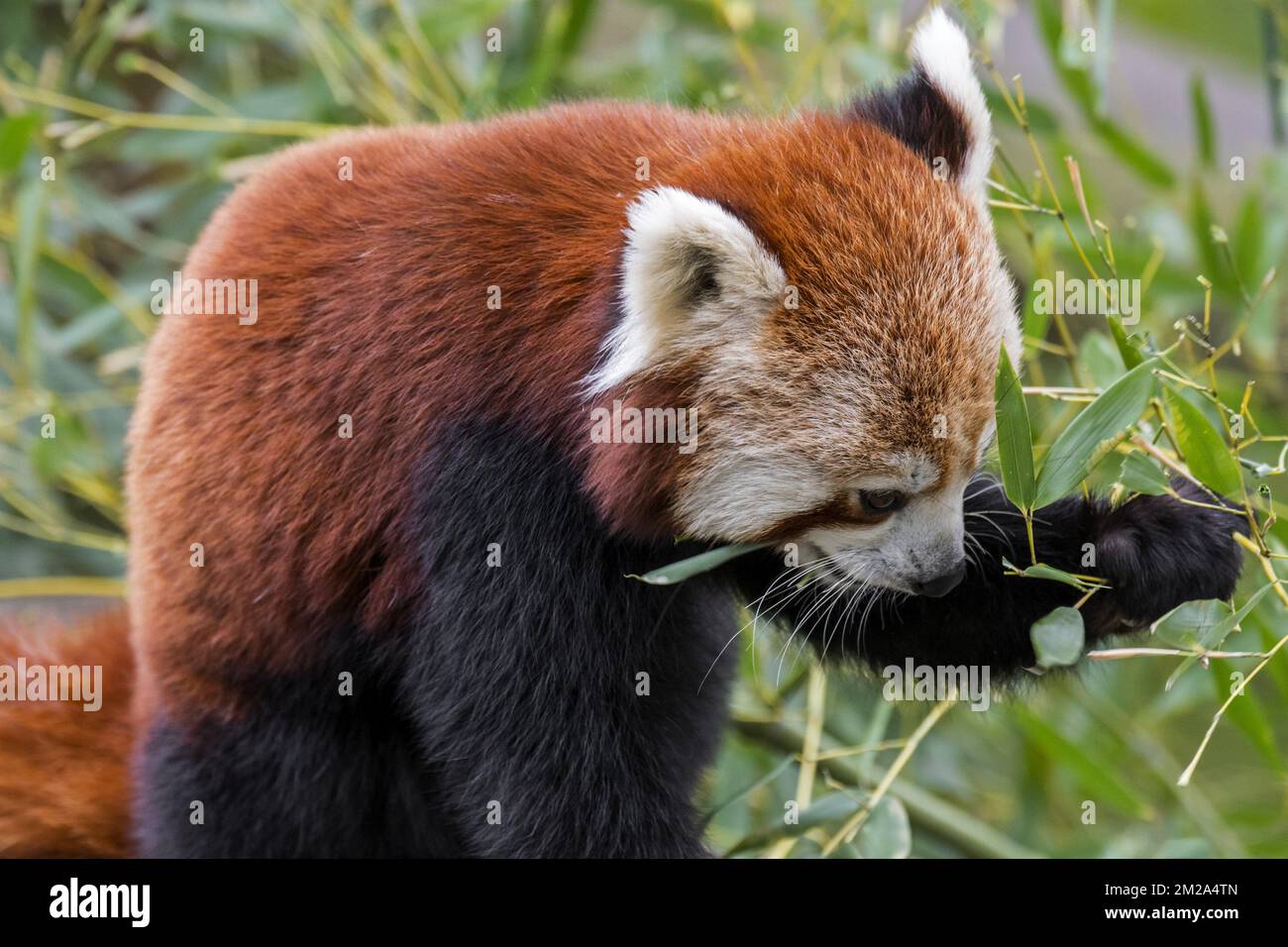 Red panda / lesser panda (Ailurus fulgens) eating bamboo leaves, native to the eastern Himalayas ...