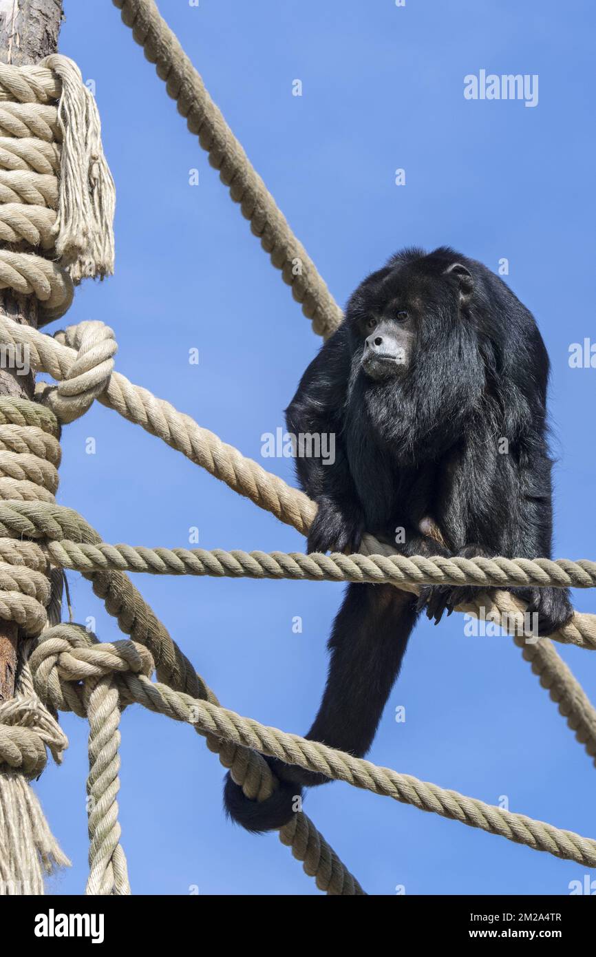 Singe hurleur noir alouatta caraya hi-res stock photography and images ...