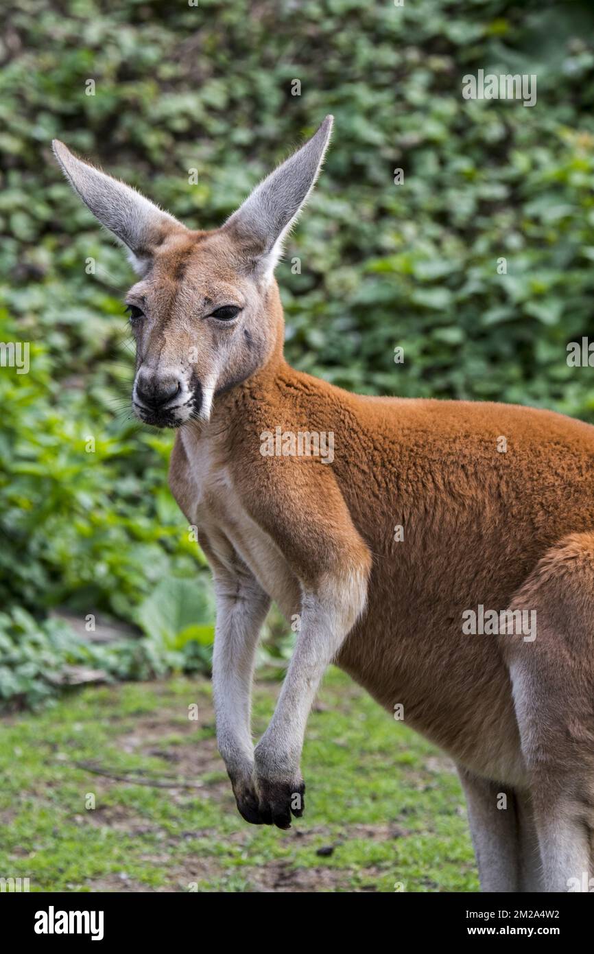 Red kangaroo (Macropus rufus) male close up portrait, native to ...