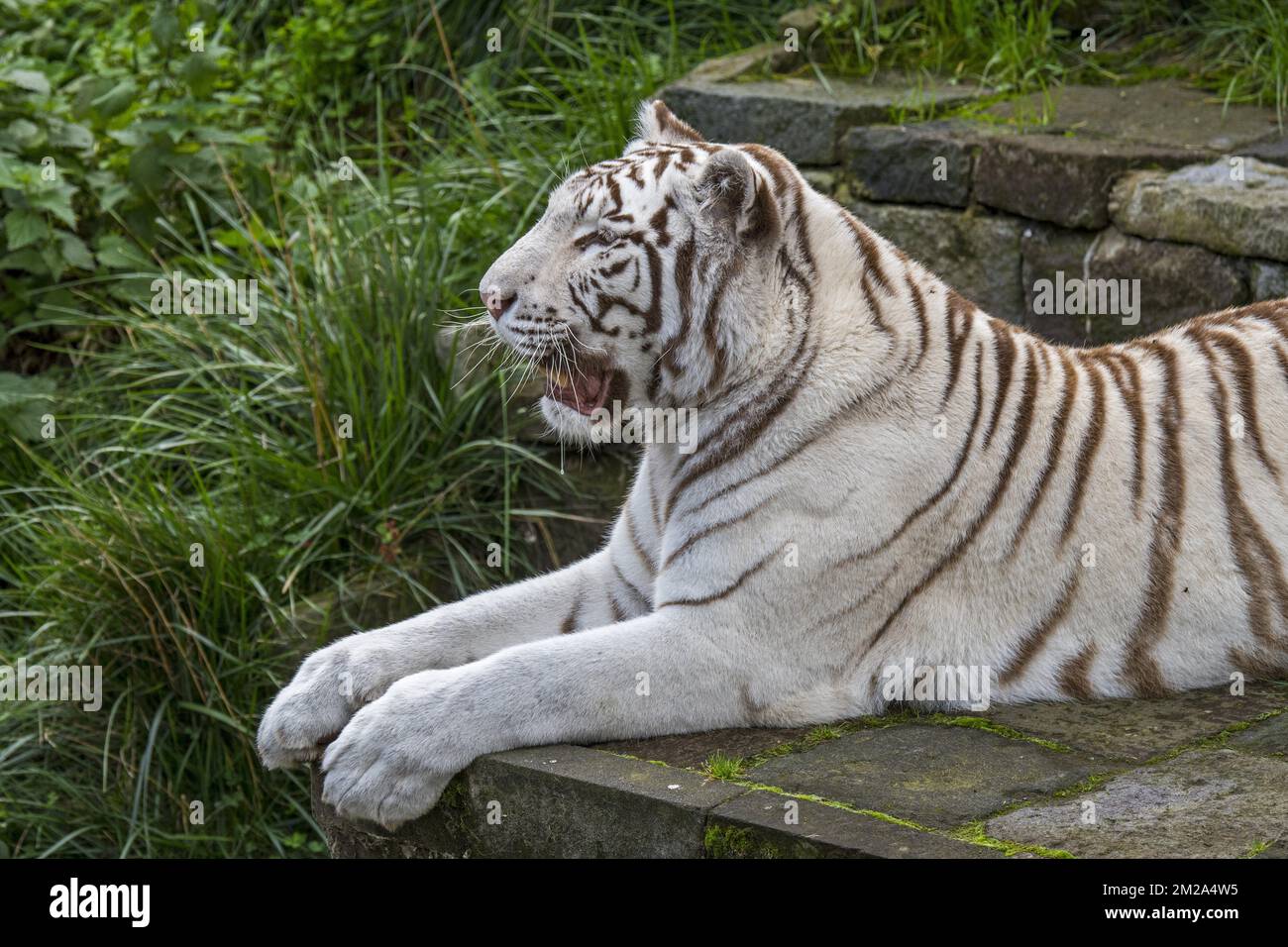 White tiger / bleached tiger (Panthera tigris) pigmentation variant of ...