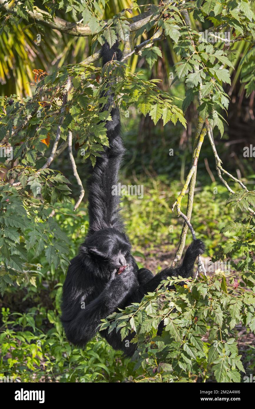 Siamang (Symphalangus syndactylus) arboreal gibbon native to the ...