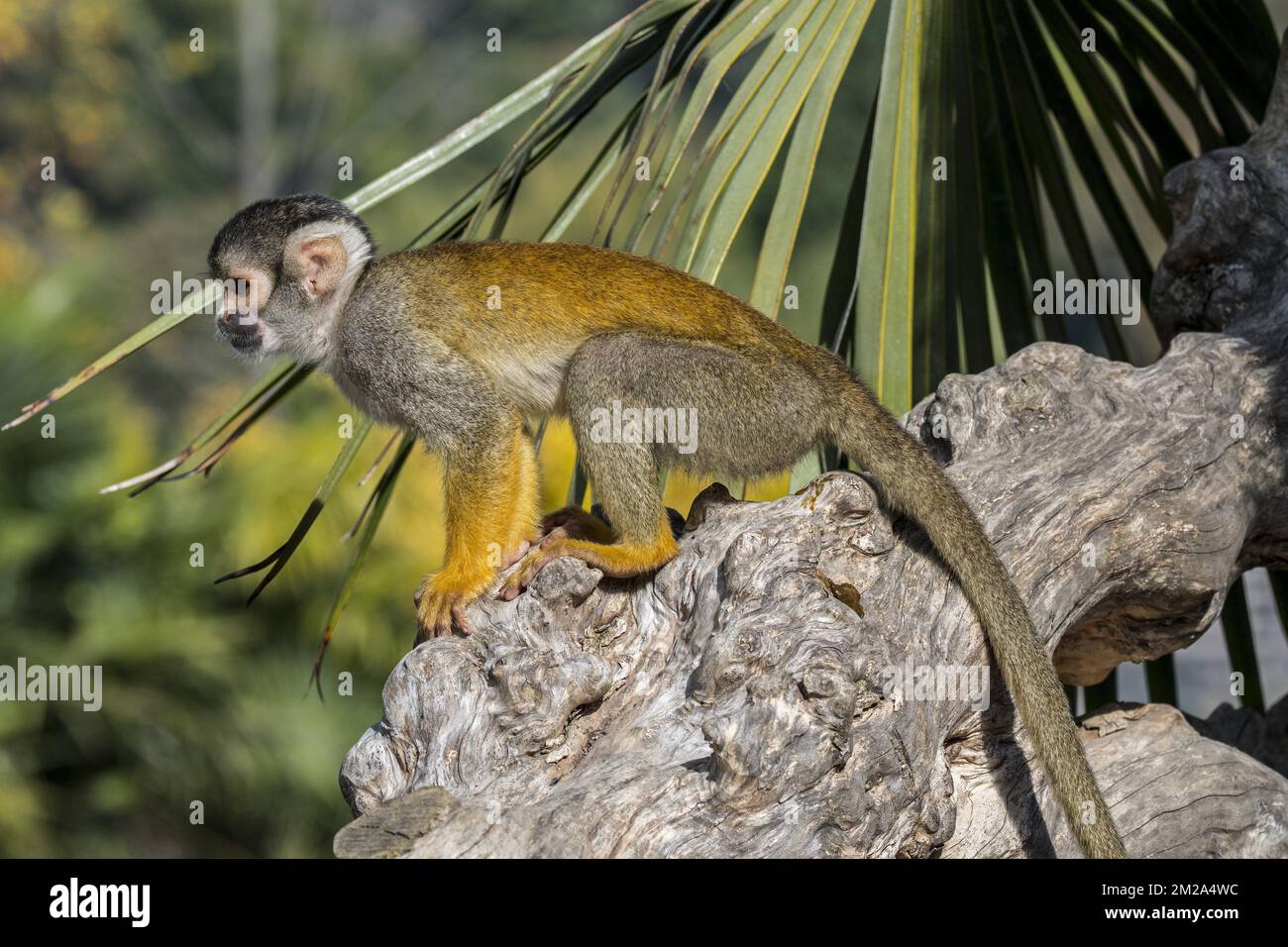 Black-capped squirrel monkey / Peruvian squirrel monkey (Saimiri ...