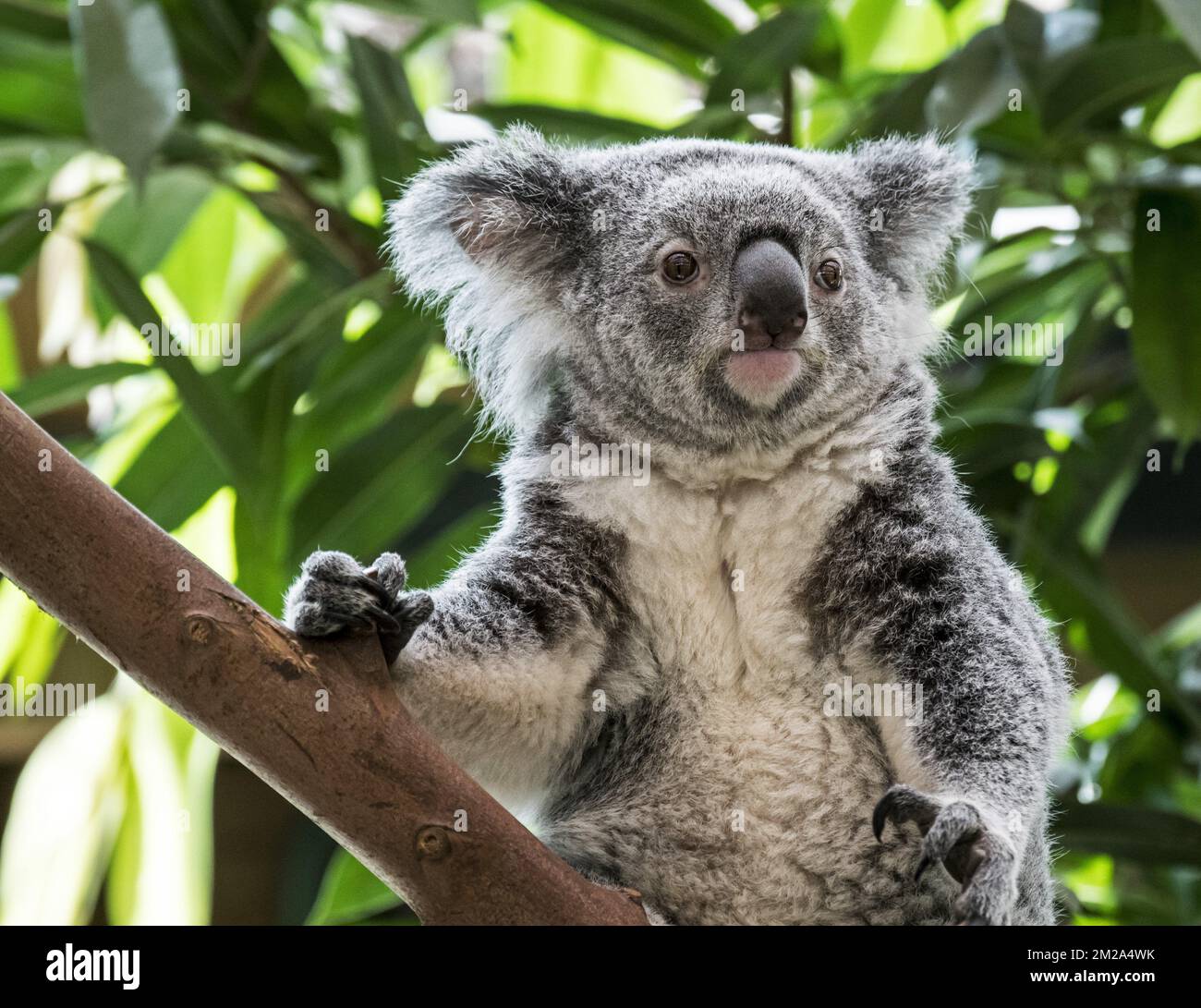 Close up portrait of koala (Phascolarctos cinereus) resting in tree ...