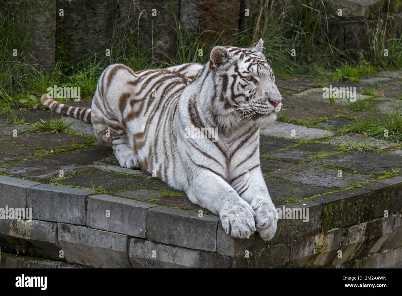White tiger / bleached tiger (Panthera tigris) pigmentation variant of ...