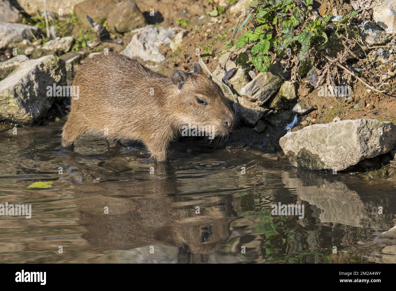 Capybara (Hydrochoerus hydrochaeris / Hydrochoeris hydrochaeris) pup on ...