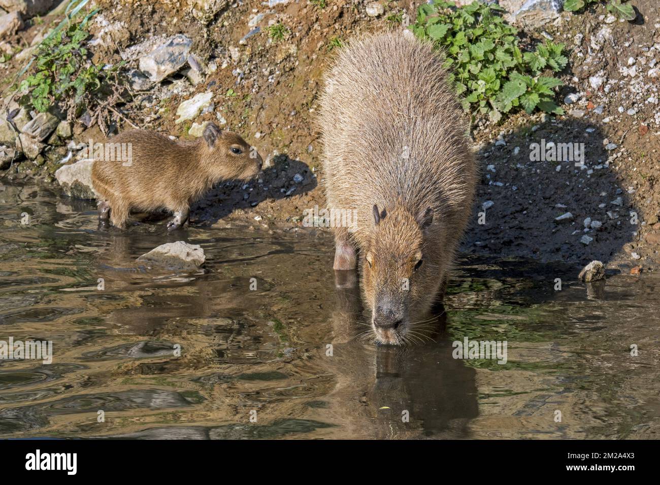 Capybara (Hydrochoerus hydrochaeris / Hydrochoeris hydrochaeris ...