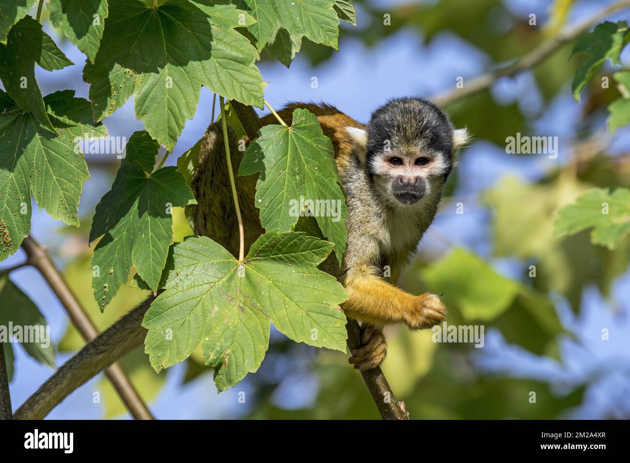 Black-capped squirrel monkey / Peruvian squirrel monkey (Saimiri ...